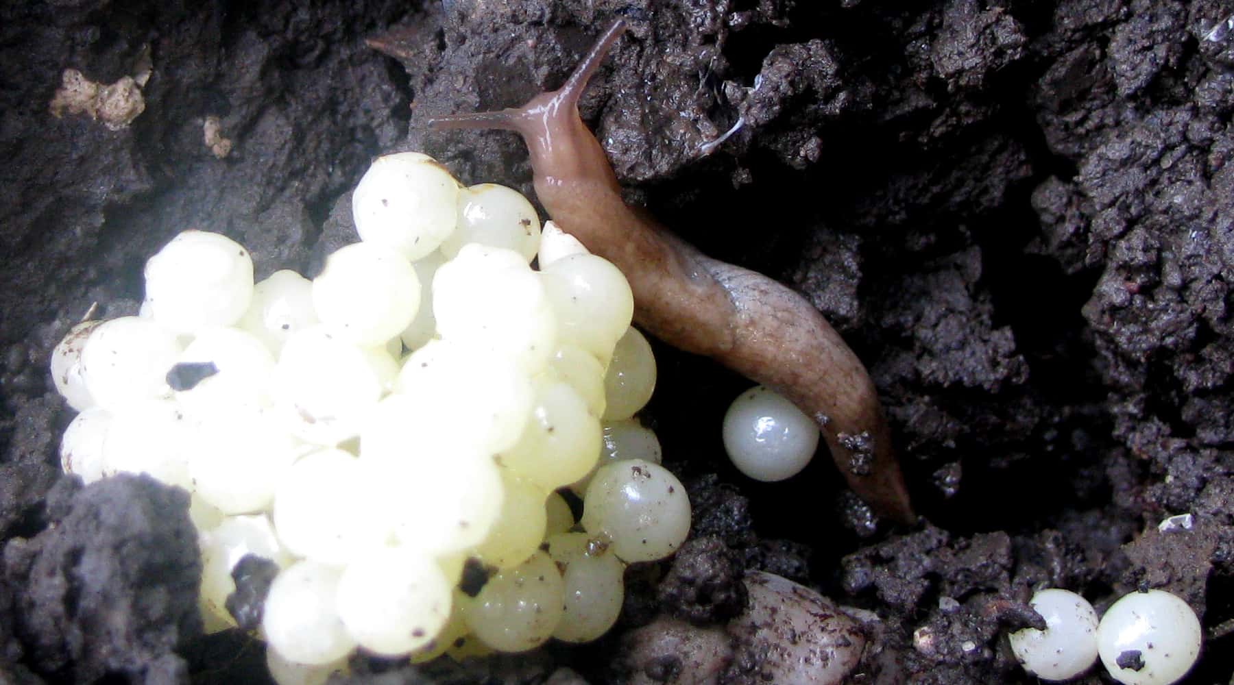 Slug sex secrets: Behold the mucus rope hermaphrodite – Angus Kidman ...