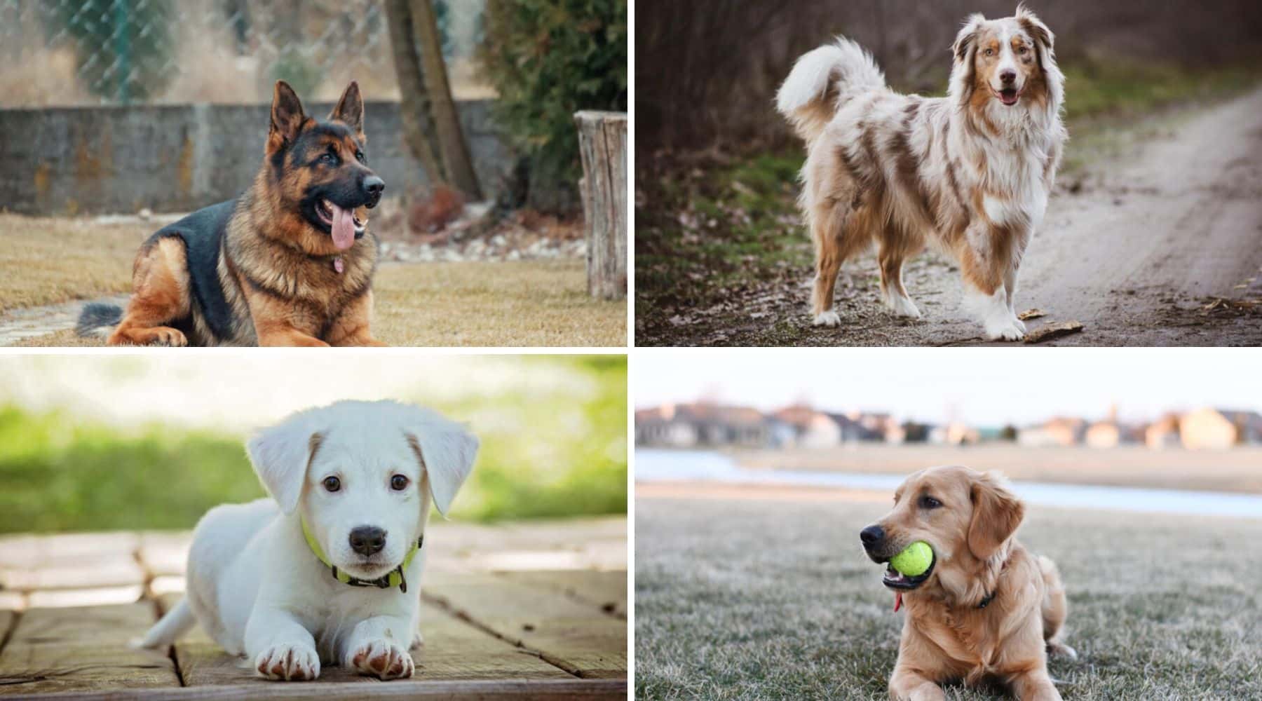 Just another random dog image generator – Angus Kidman – anguskidman.show