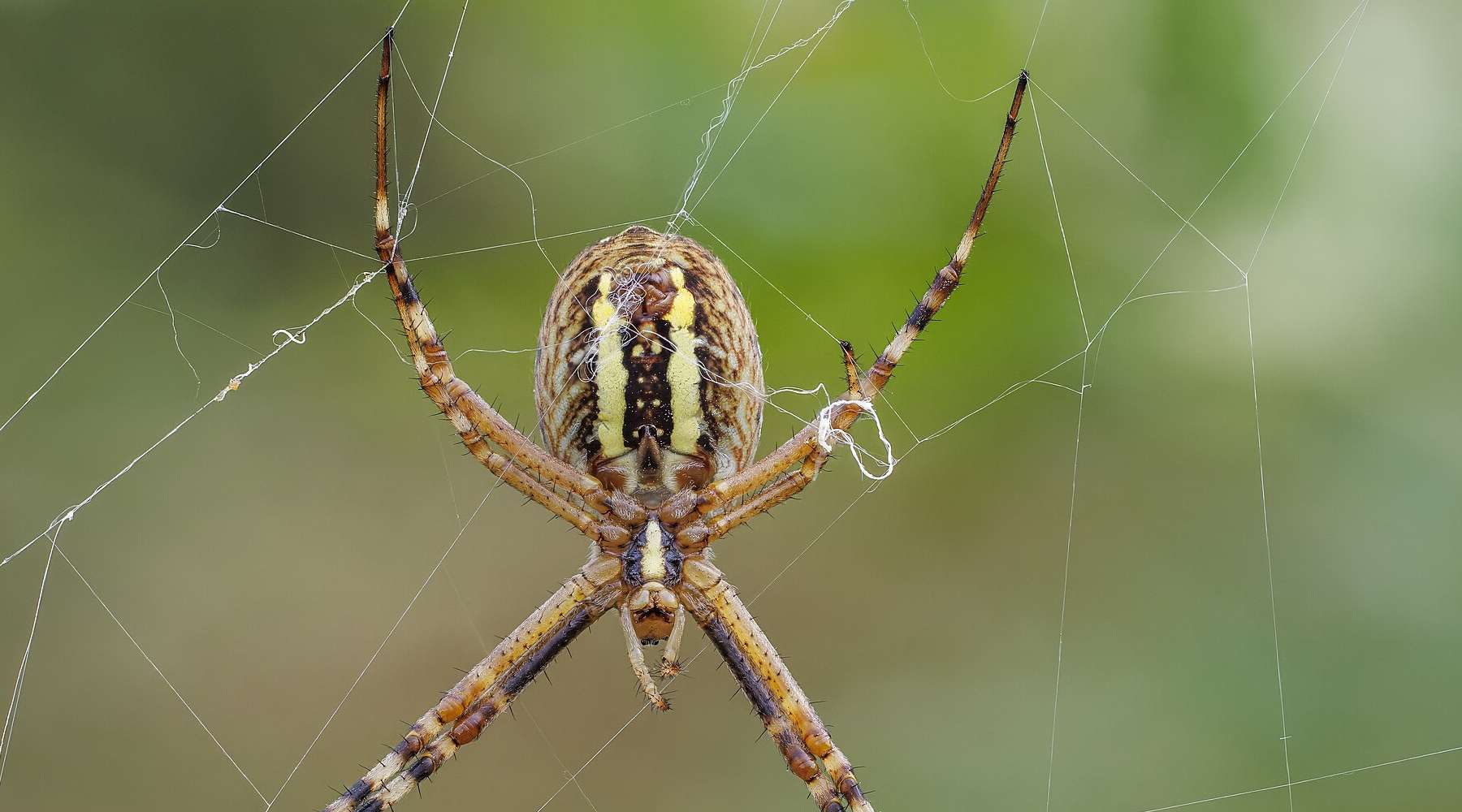 Spiders listen through their legs to get laid, here’s how – Angus ...