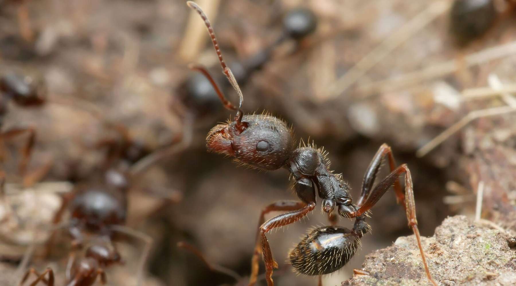 The queen ant who gets pregnant to other species – Angus Kidman ...